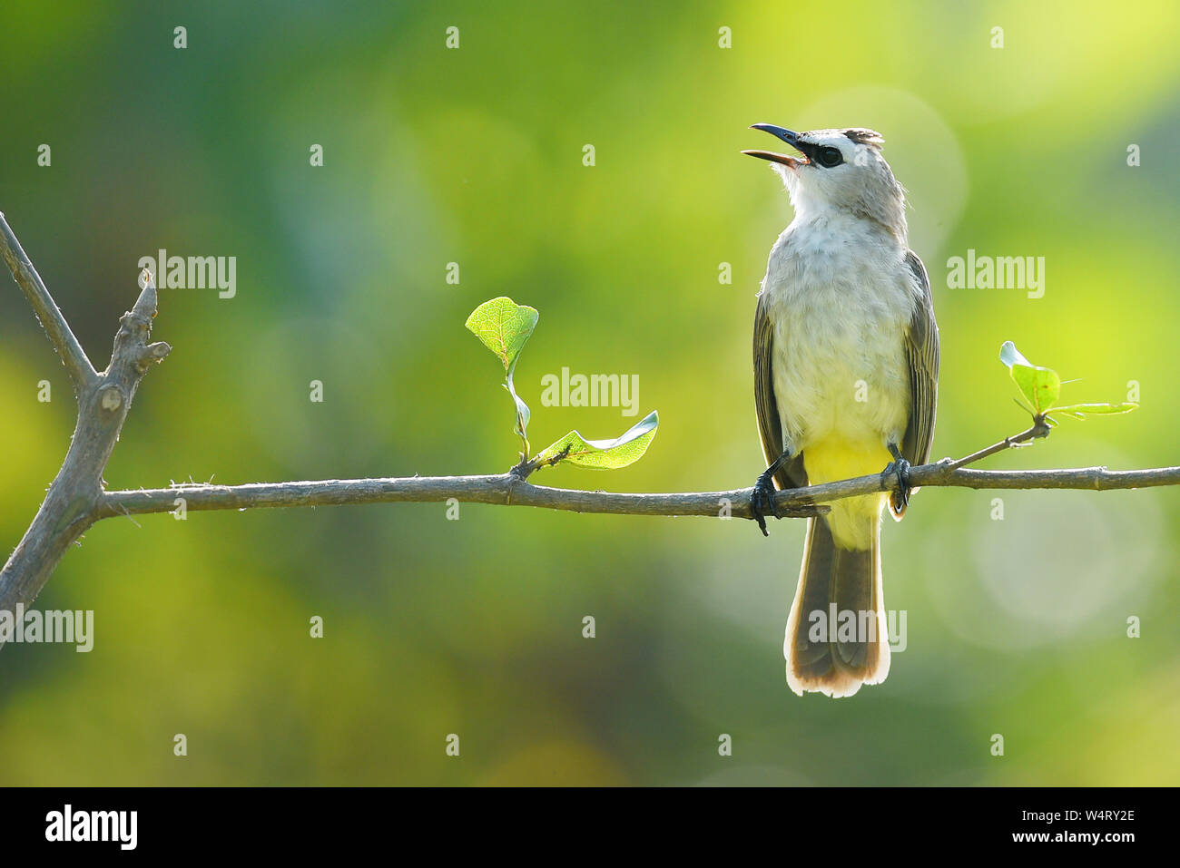 Yellow-vented bulbul on a branch, Indonesia Stock Photo - Alamy