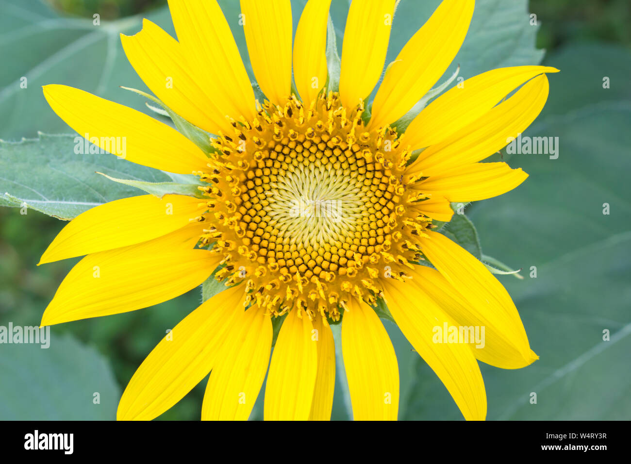Beautiful yellow sunflowers blooming in the daytime Stock Photo - Alamy