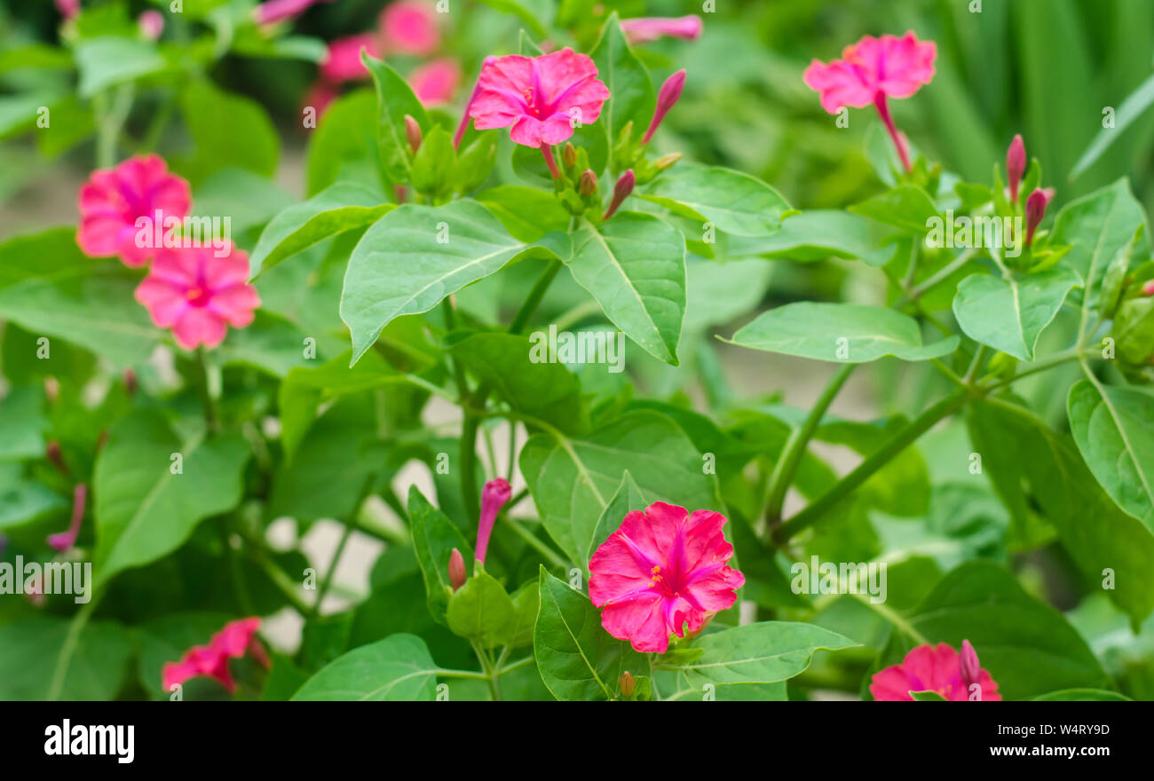 Mirabilis flowers hi-res stock photography and images - Alamy