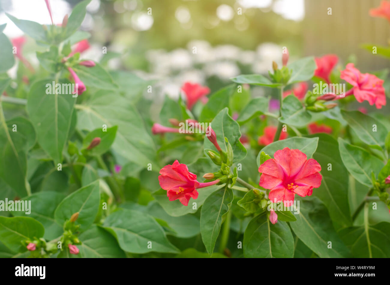 Pink mirabilis jalapa hi-res stock photography and images - Alamy