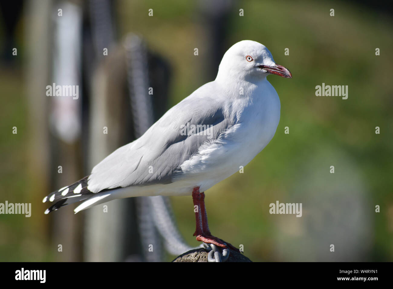 Gulls single hi-res stock photography and images - Alamy
