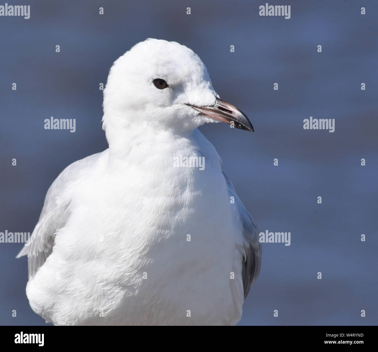 single seagull perched Stock Photo - Alamy