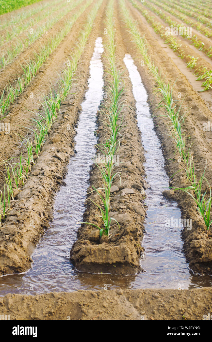 Young leek hi-res stock photography and images - Alamy