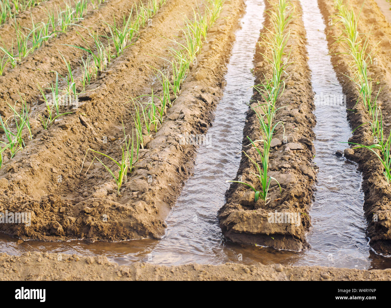 Irrigation of young leek in the field. Growing organic vegetables ...
