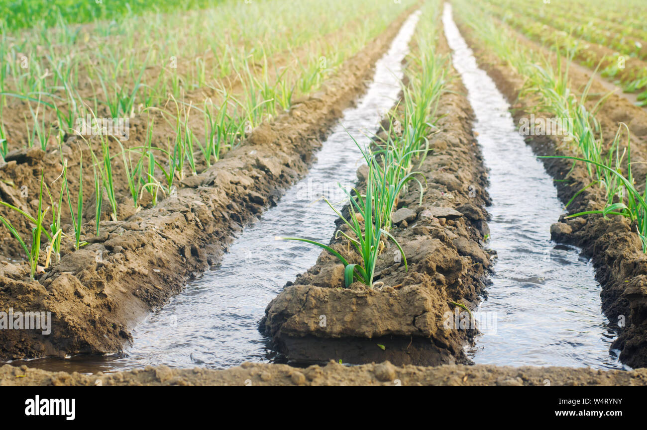 Irrigation of young leek in the field. Growing organic vegetables ...