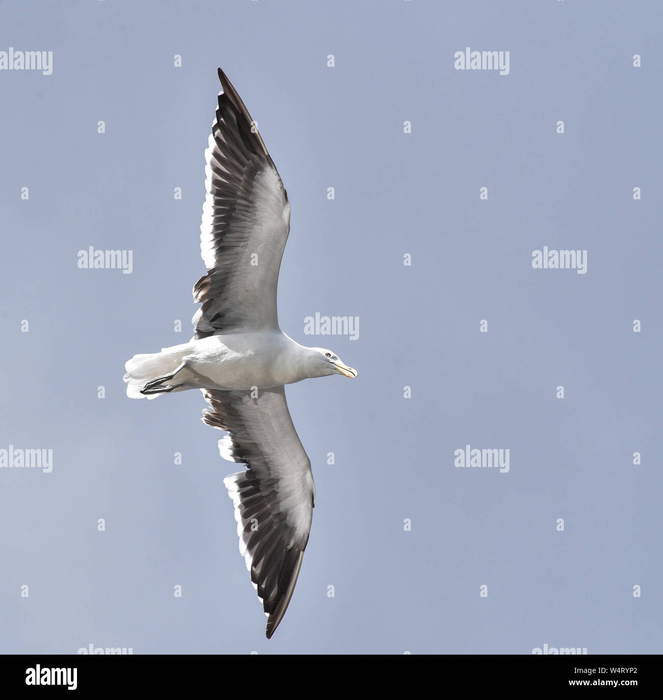 single seagull in flight Stock Photo - Alamy