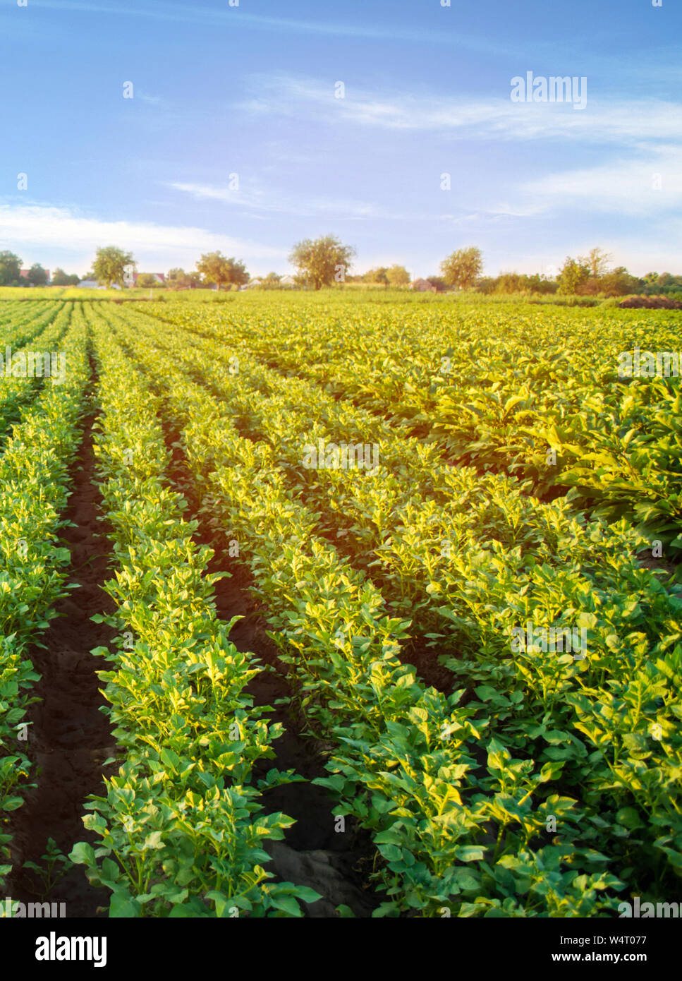 potato plantations grow in the field. vegetable rows. farming ...