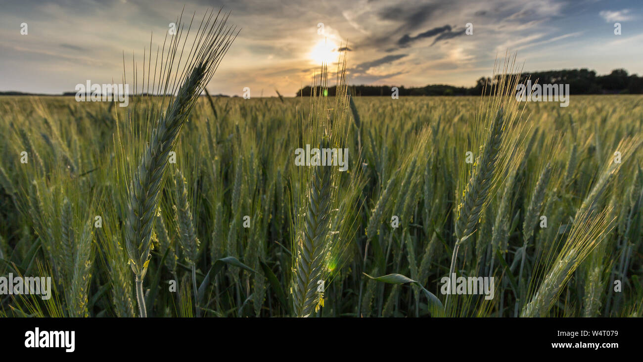 Wheat crop germany hi-res stock photography and images - Alamy