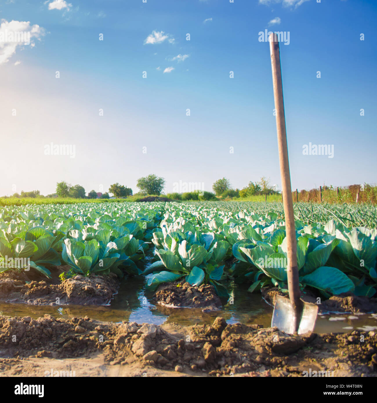 Irrigation Cabbage Field High Resolution Stock Photography and Images ...