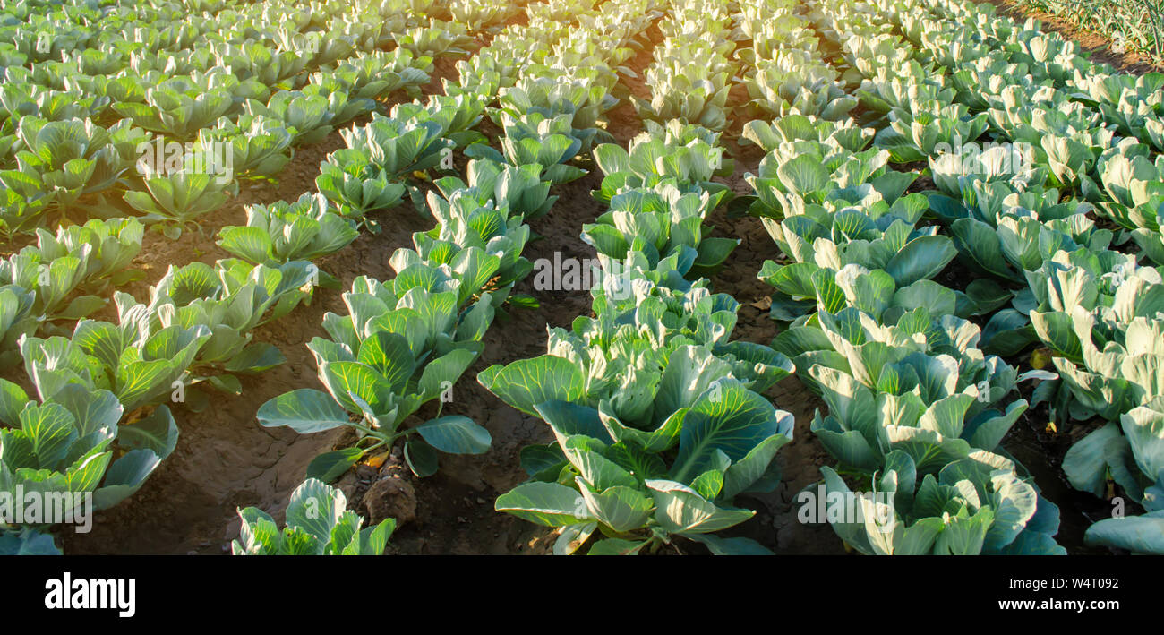 Cabbage plantations grow in the field. fresh, organic vegetables ...