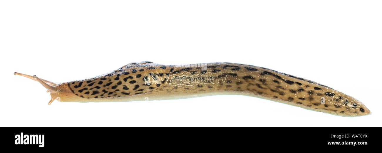 leopard slug (Limax maximus) alive isolated on white background - side ...