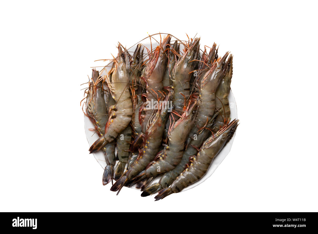 Black tiger prawn Cut Out Stock Images & Pictures - Alamy
