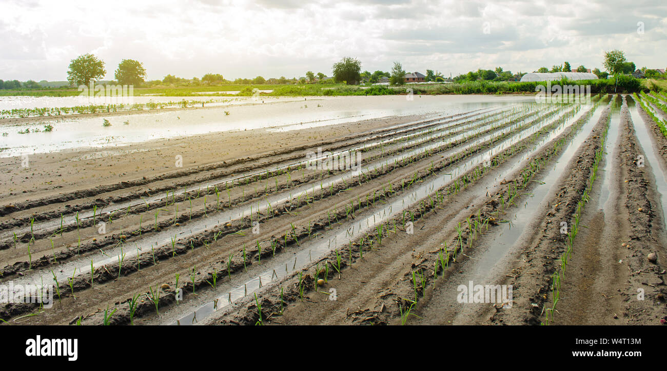Flooded field as a result of a natural disaster. Heavy rainfall and ...