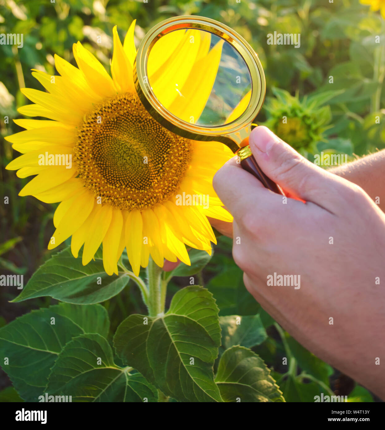 The food scientist checks the sunflower for chemicals and pesticides ...