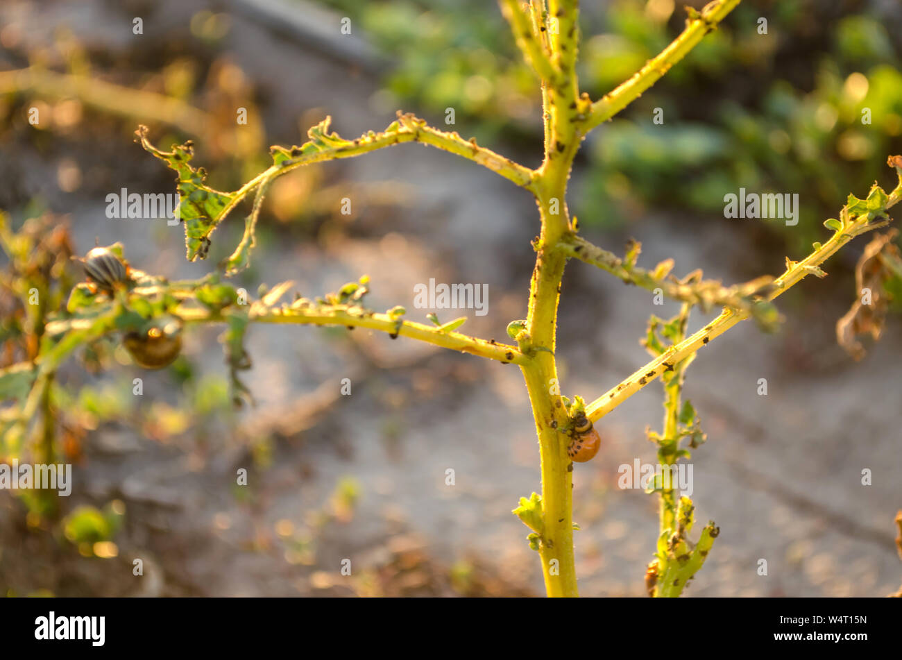 The Colorado potato beetles (Leptinotarsa decemlineata) sitting on a ...
