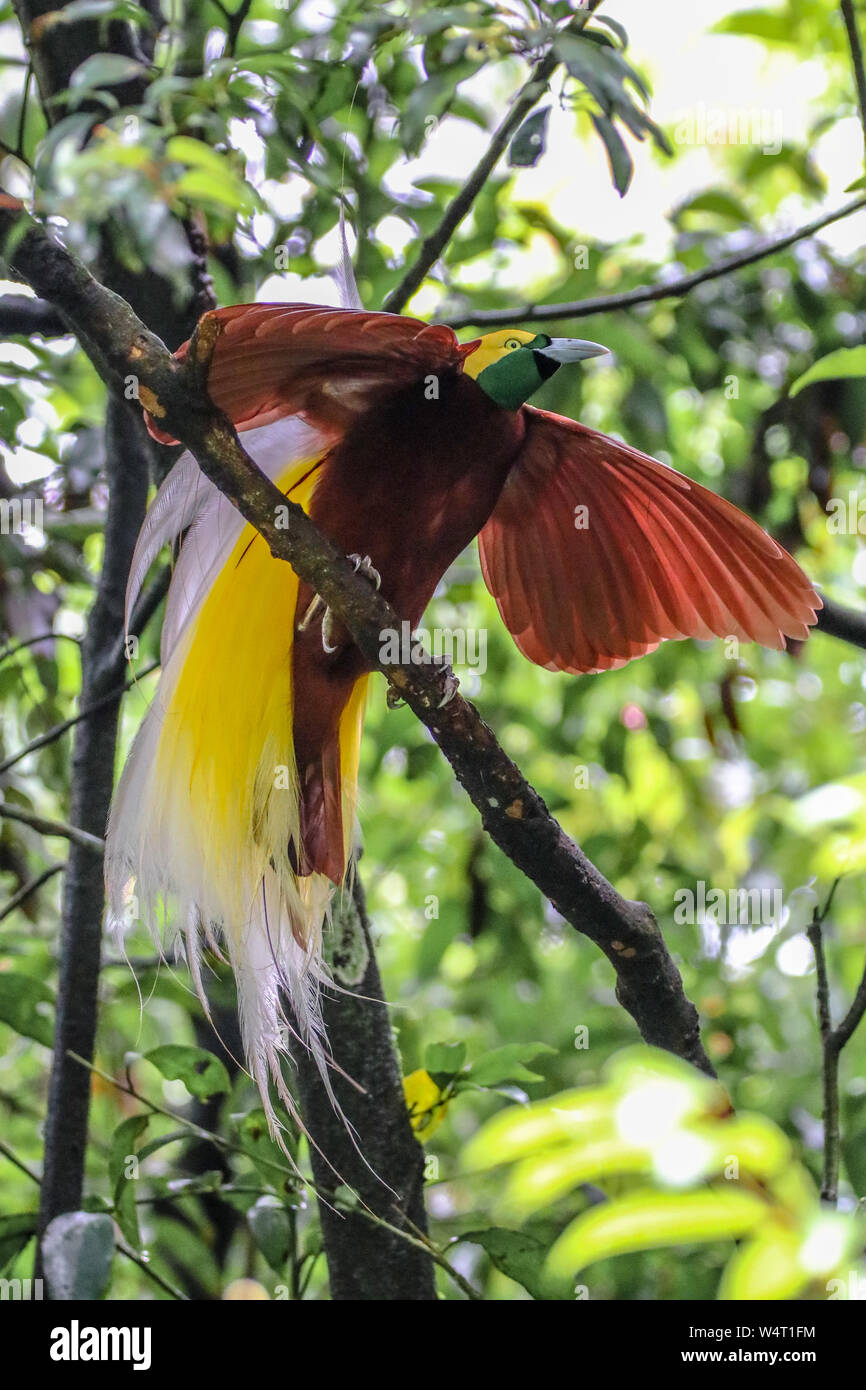 Cendrawasih bird hi-res stock photography and images - Alamy