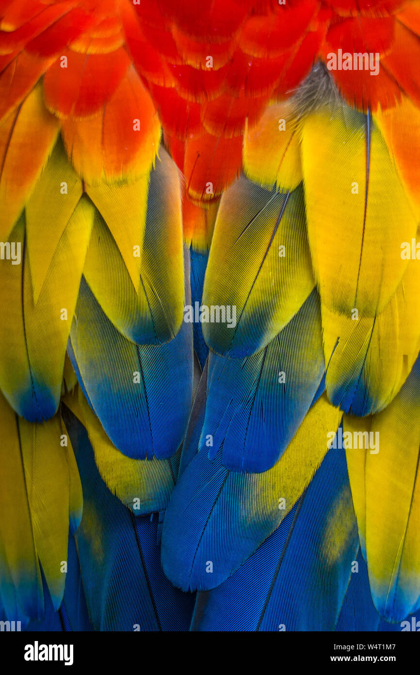 Parrot feathers hi-res stock photography and images - Alamy