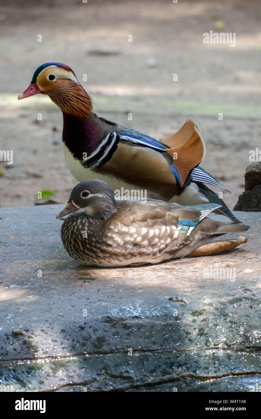 Mandarin duck sitting by water hi-res stock photography and images - Alamy