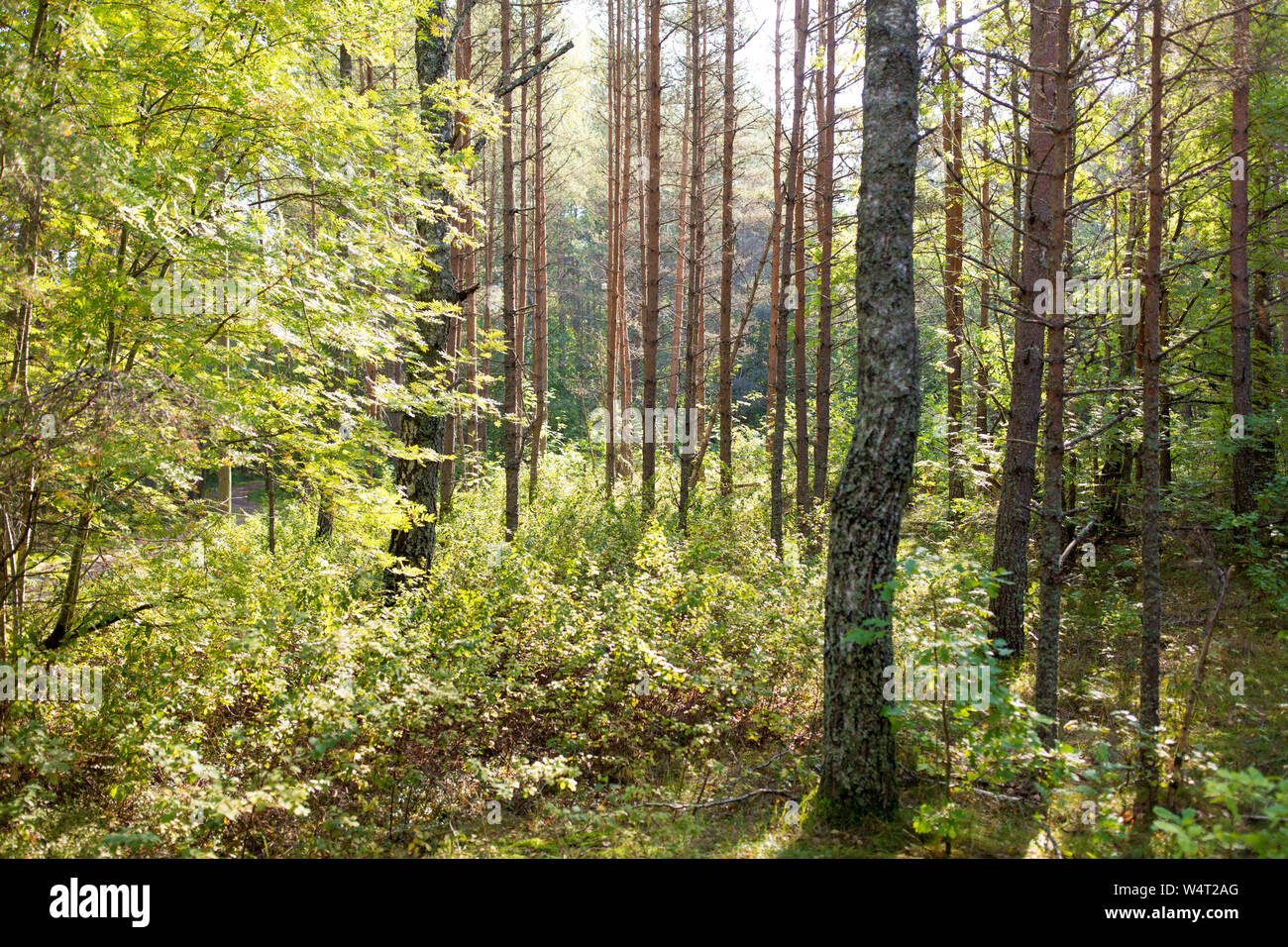 mixed summer forest Stock Photo - Alamy