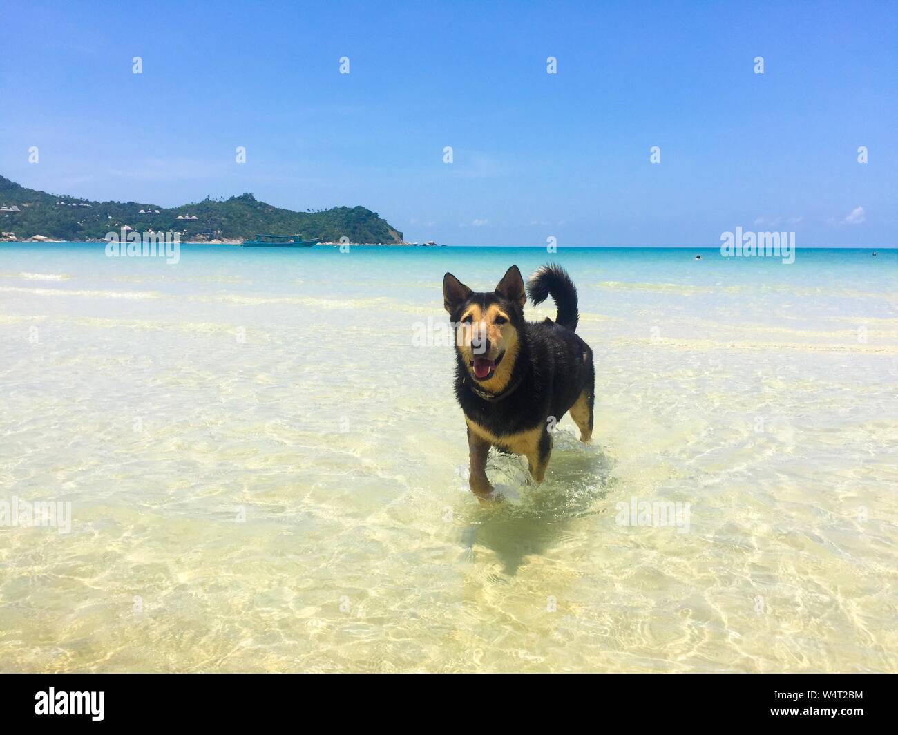 Domestic dog thailand hi-res stock photography and images - Alamy