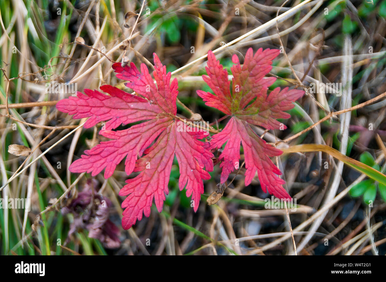 Lake Baikal Russia, red autumn leaf on ground in woods at Snake Bay ...