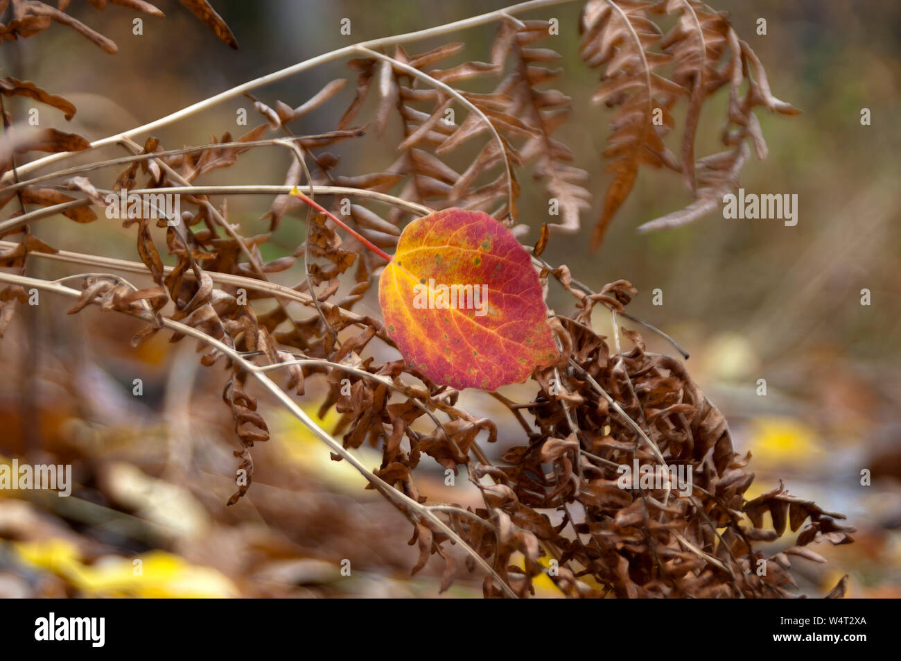 Lake Baikal Russia, autumn leaf falling into dry grass at Snake Bay ...