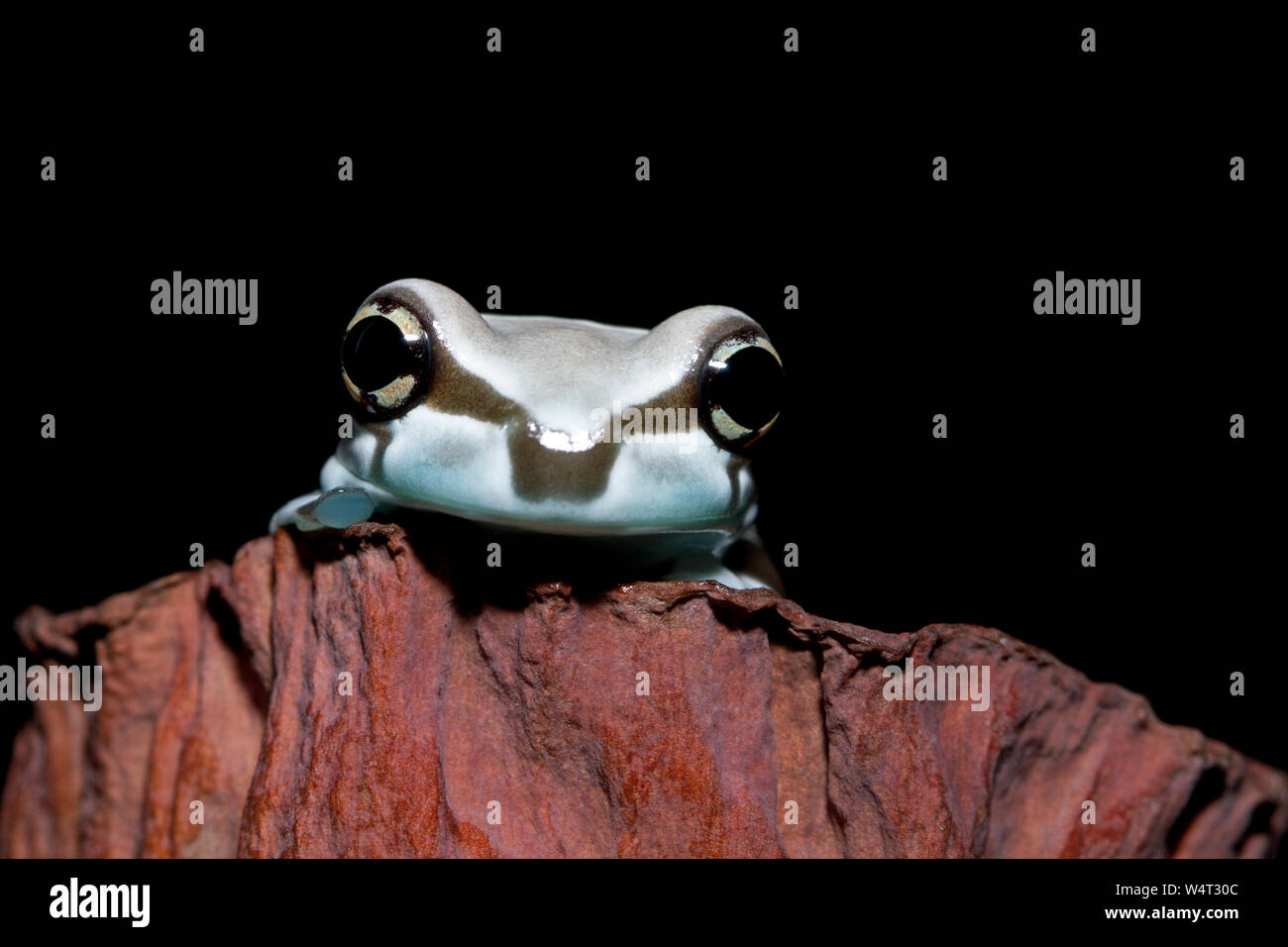 Milk tree frog hi-res stock photography and images - Alamy