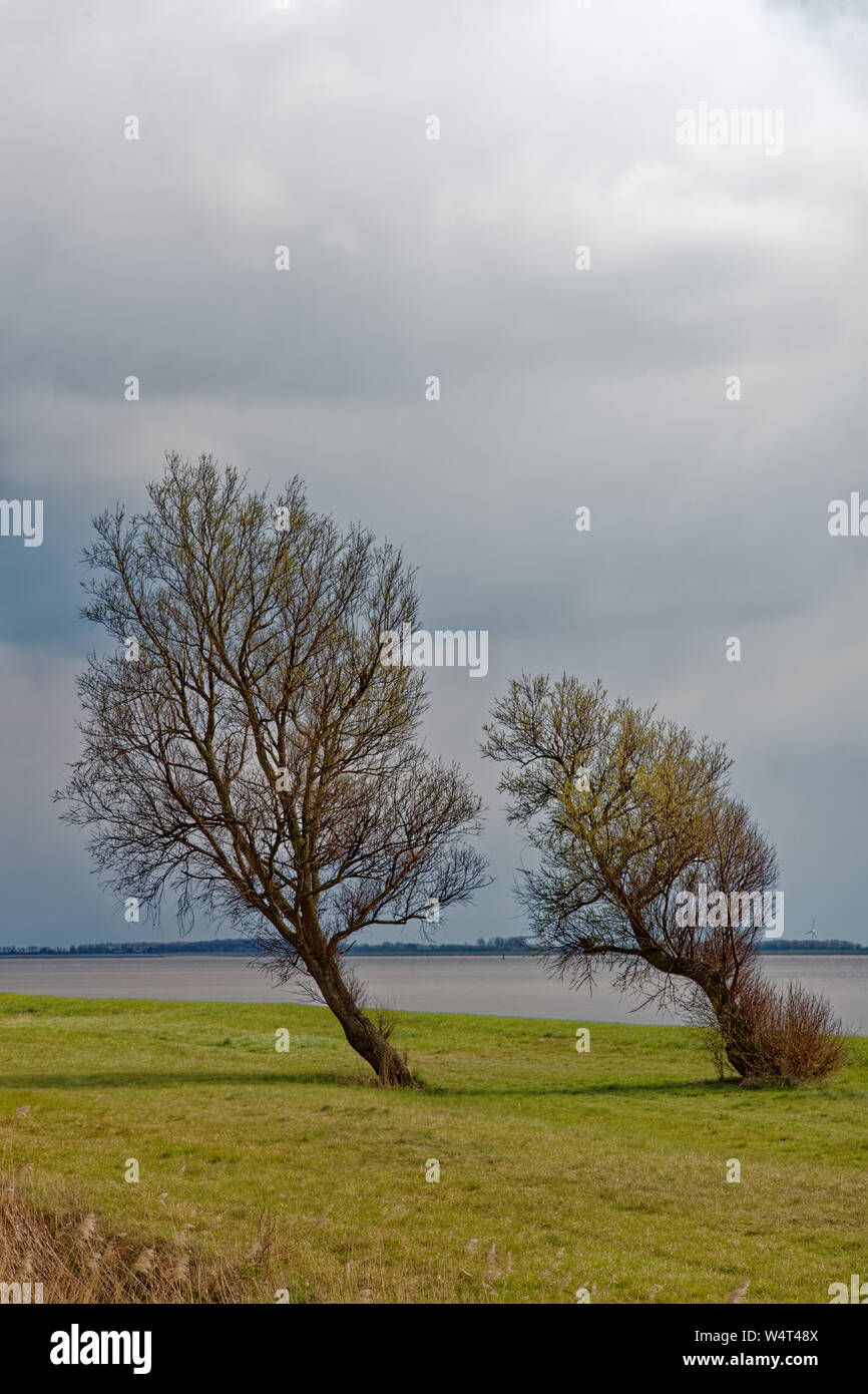 Leaning trees hi-res stock photography and images - Alamy