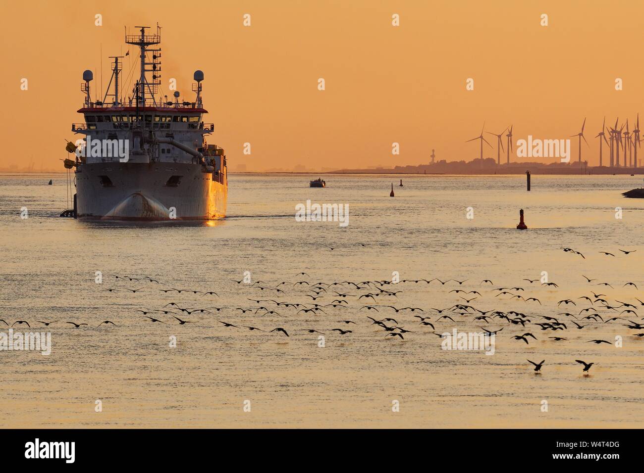 Flock of barnacle geese taking off on river Ems as a ship approaches at ...