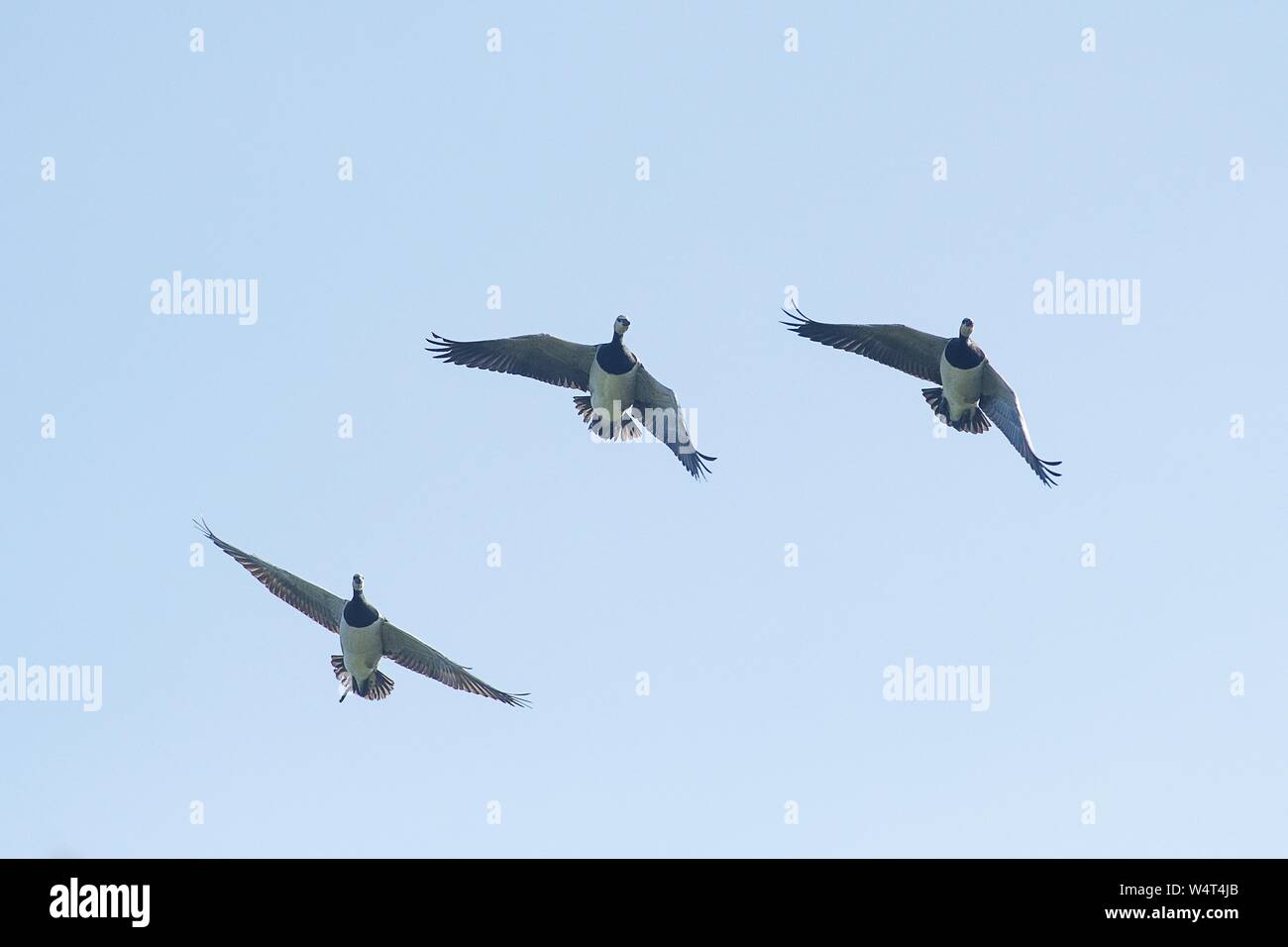Geese flying in low hi-res stock photography and images - Alamy