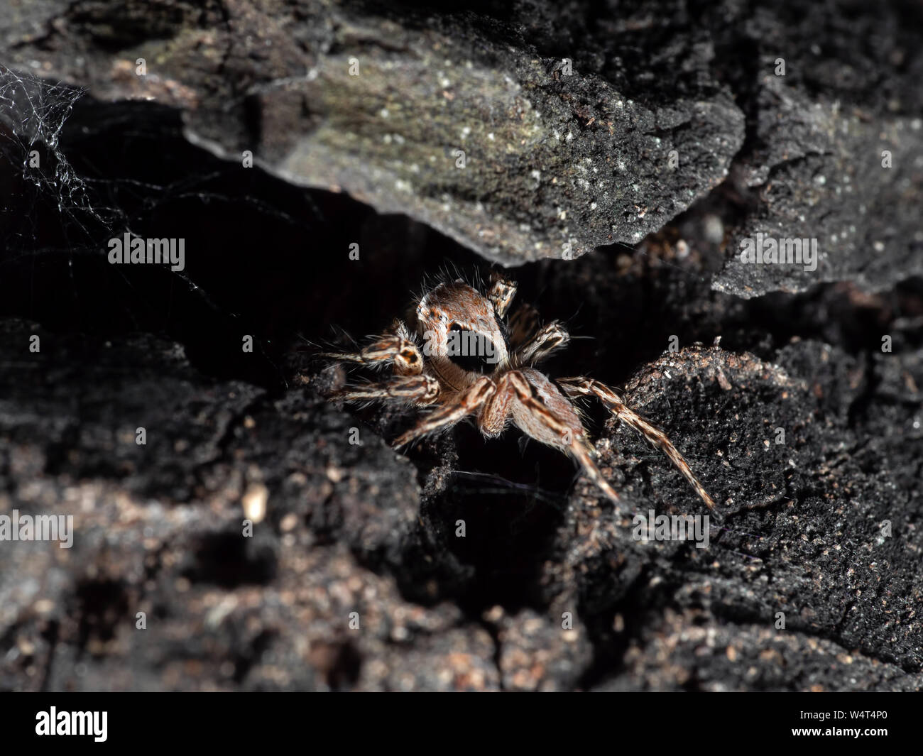 Macro Photography of Jumping Spider on Tree Bark Stock Photo - Alamy