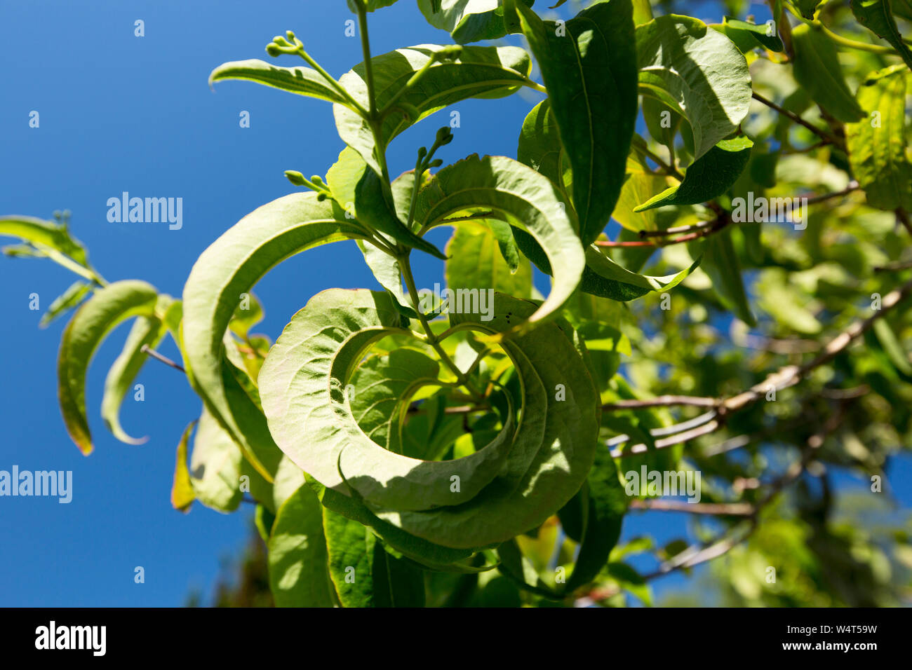 Curved leaves on a shrub Stock Photo - Alamy