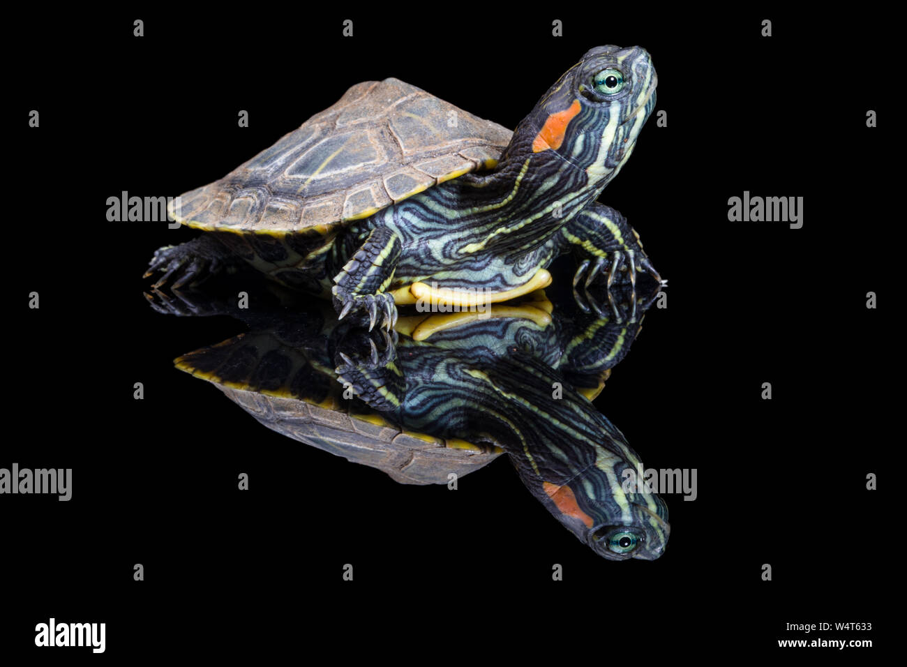 Slider turtle hi-res stock photography and images - Alamy