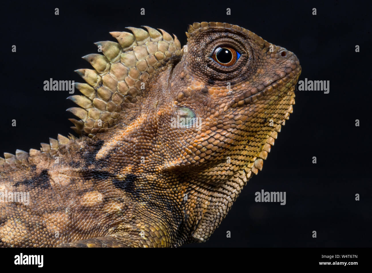 Forest dragon lizard in hi-res stock photography and images - Alamy