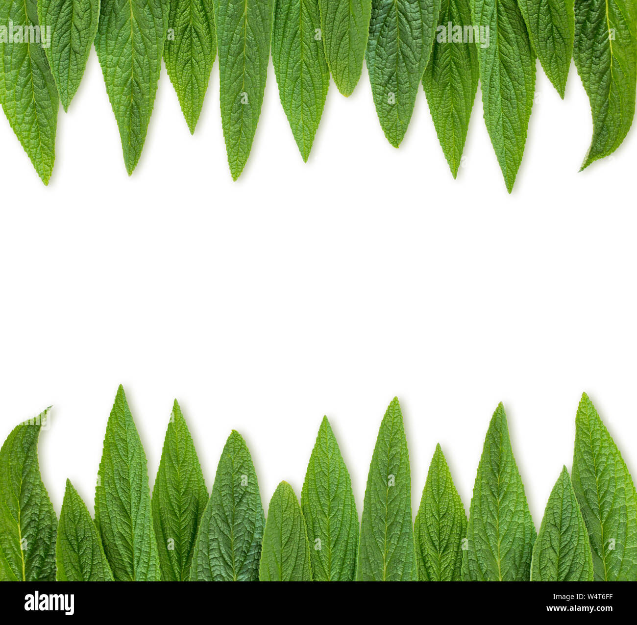 Nature background with green leaves frame Stock Photo - Alamy