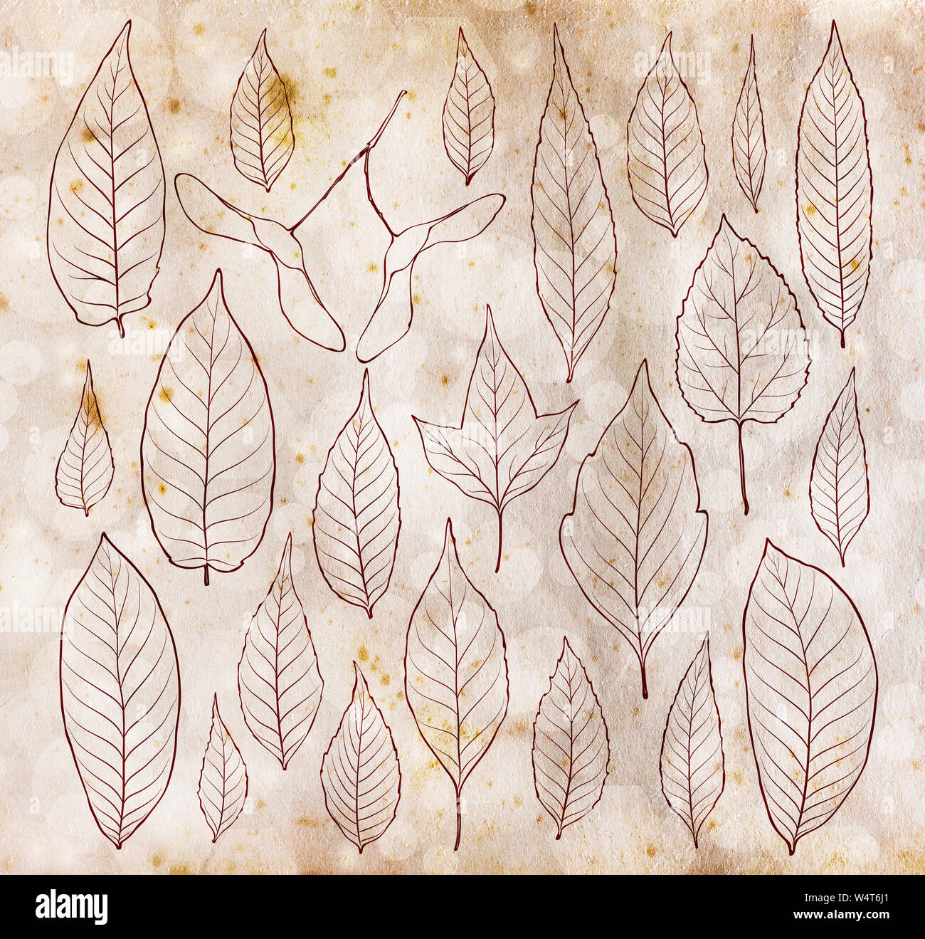 Leaves outline hi-res stock photography and images - Alamy