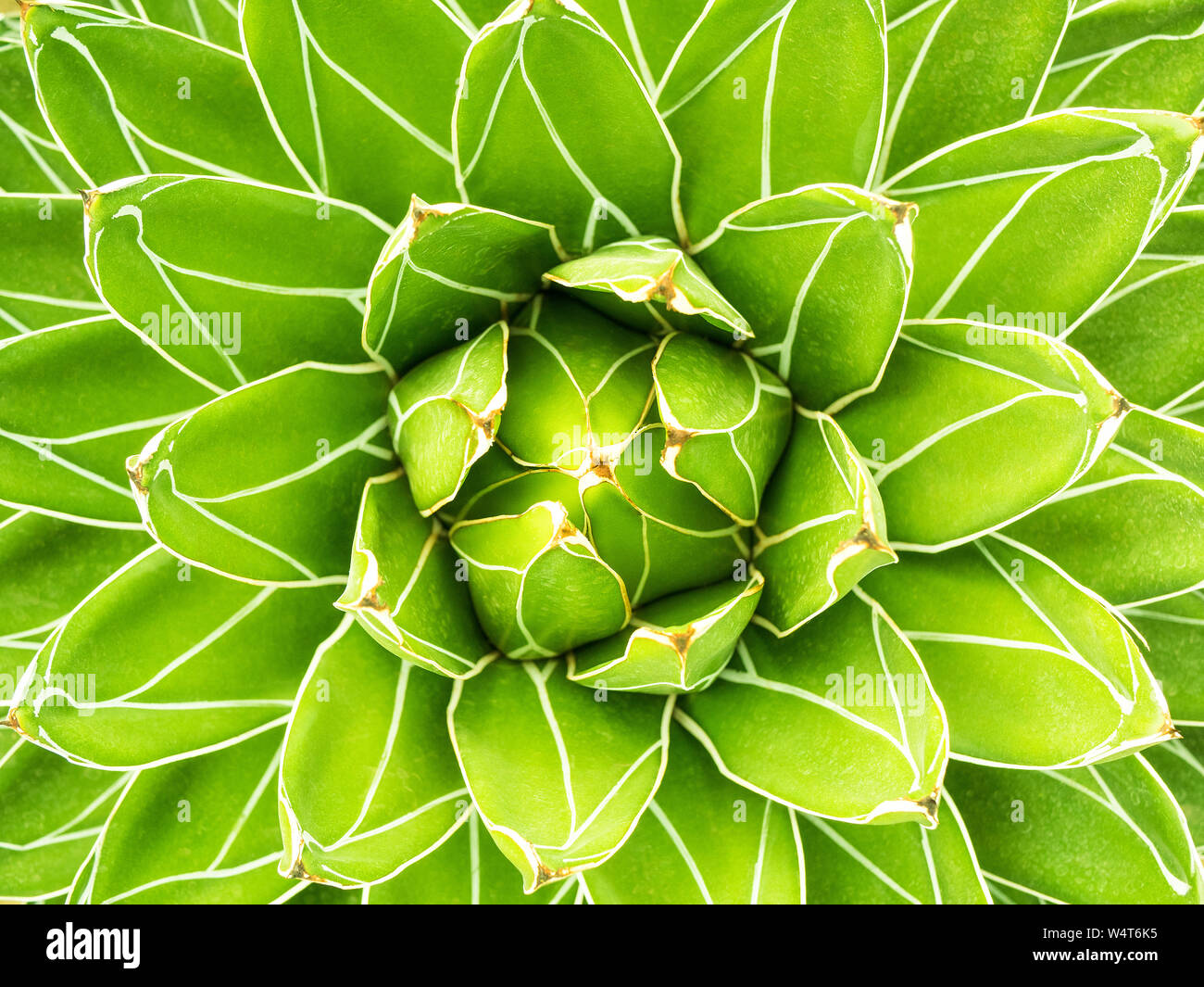 Plant pattern hi-res stock photography and images - Alamy