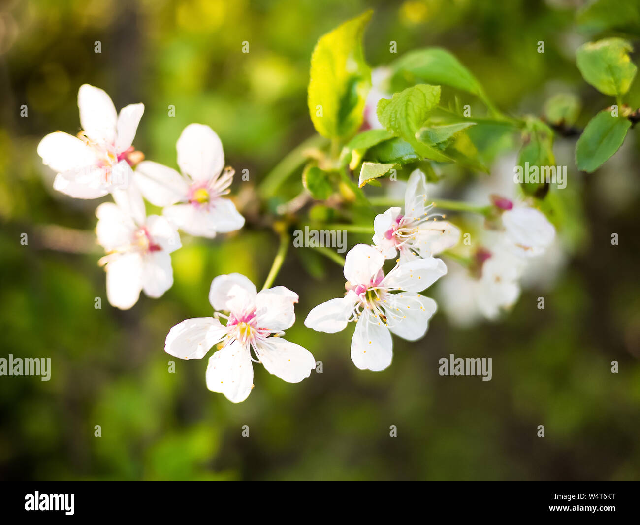 Spring nature background with blooming tree brunch Stock Photo - Alamy