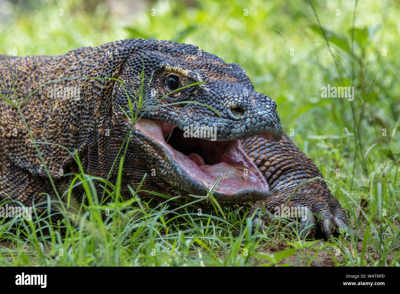Dragon in grass hi-res stock photography and images - Alamy