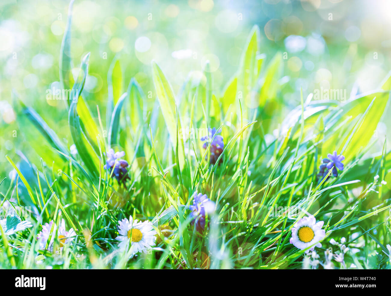 Spring garden background with flowers in sunny day Stock Photo - Alamy