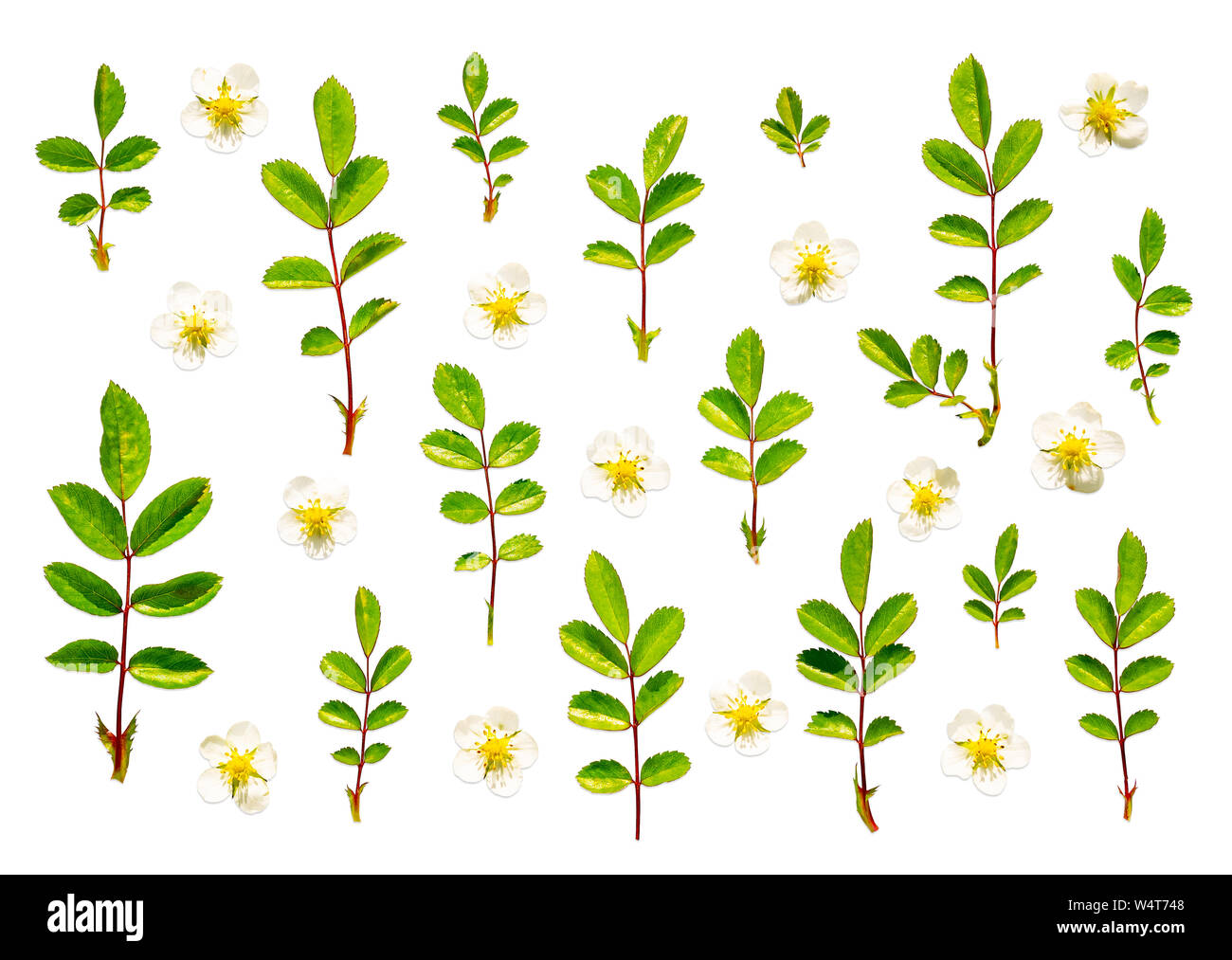 Flat lay floral hi-res stock photography and images - Alamy