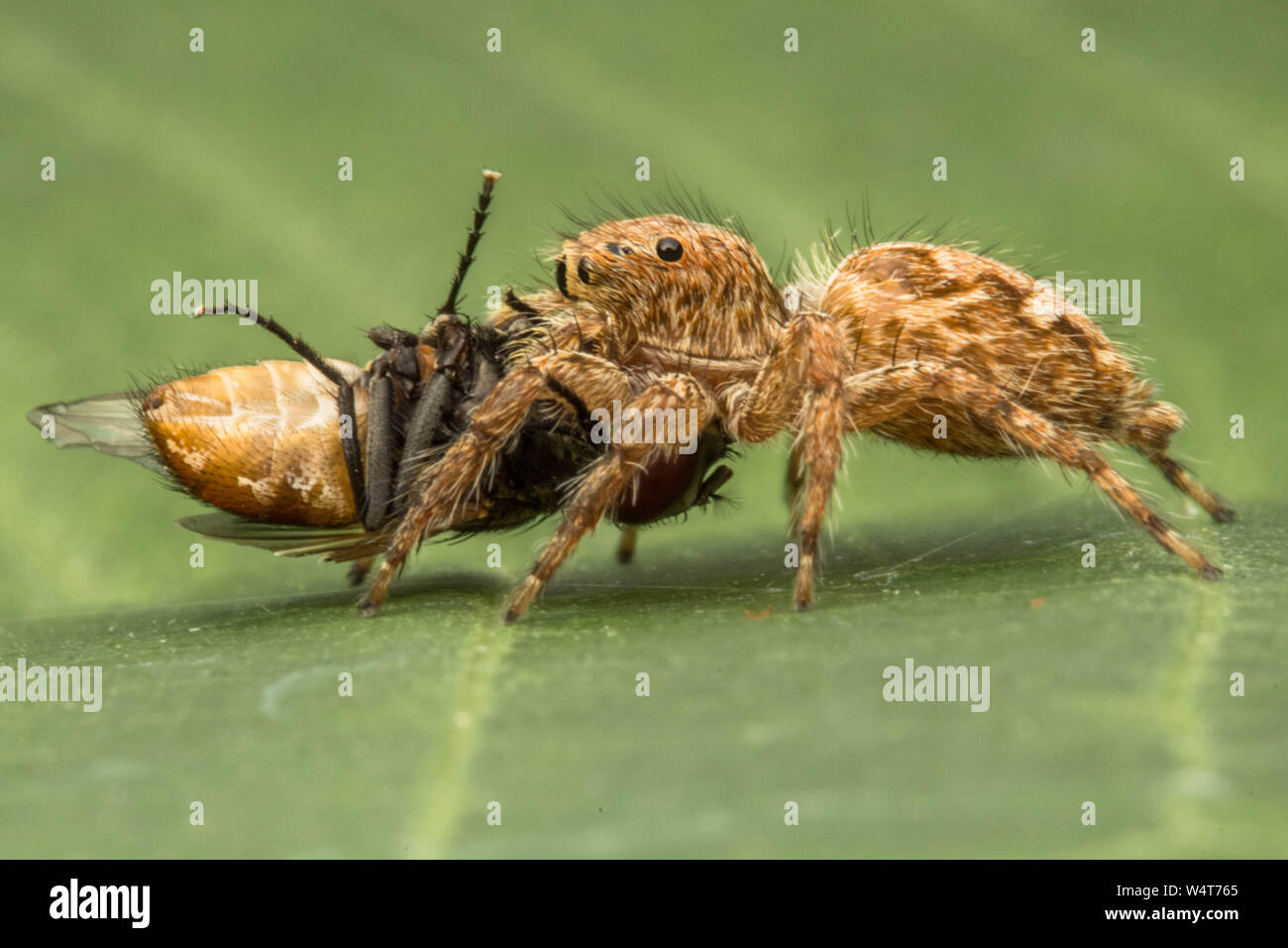 Dead themes hi-res stock photography and images - Alamy