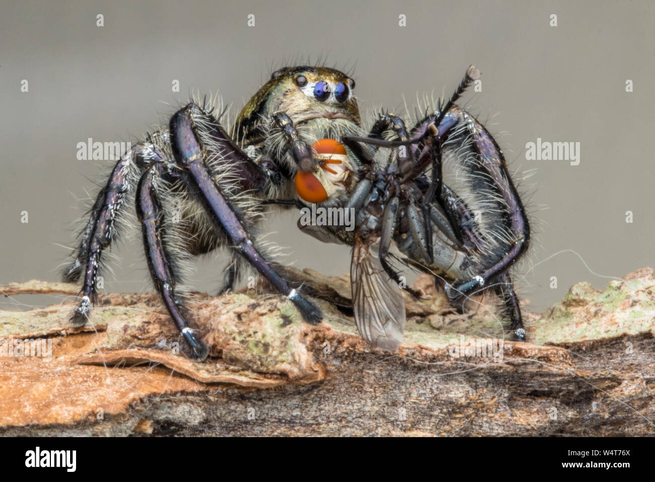 Jumping spider with a dead insect, Indonesia Stock Photo - Alamy