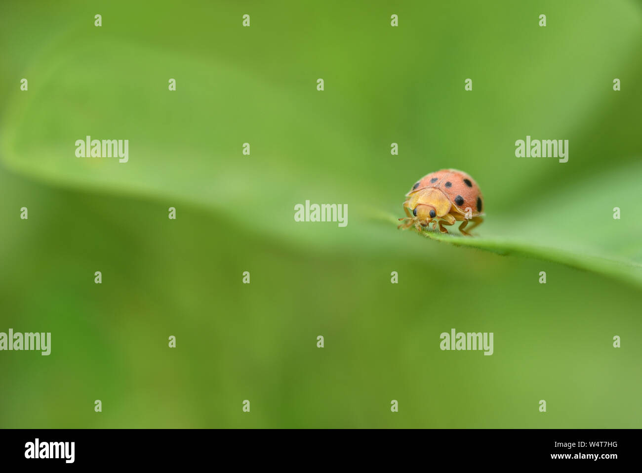 Lady bug hi-res stock photography and images - Alamy