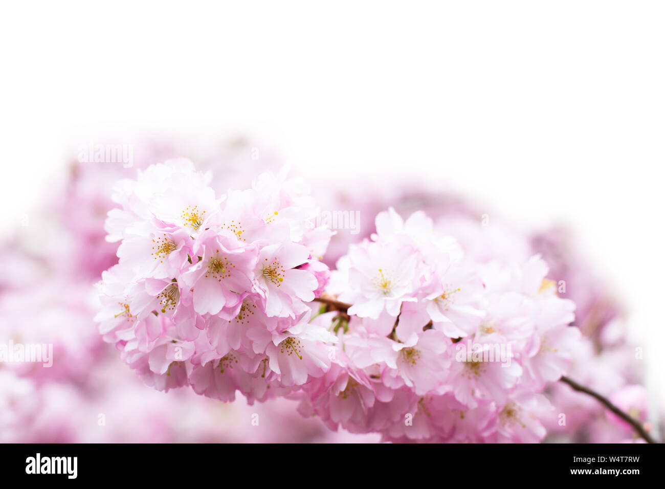 holiday background with spring pink cherry blossom, sakura flowers ...