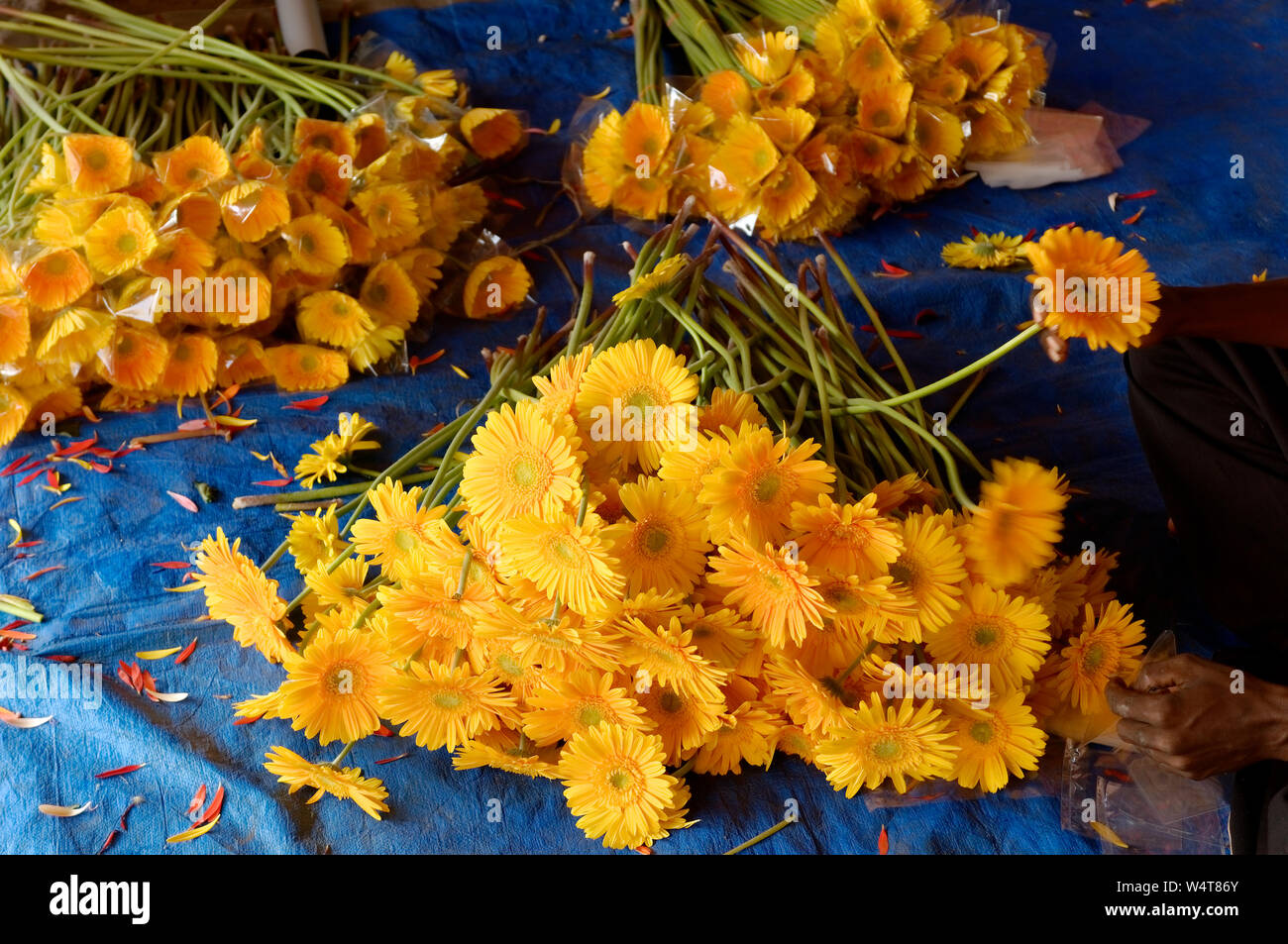 Gerbera flowers being packed for transportation. Scientific name ...