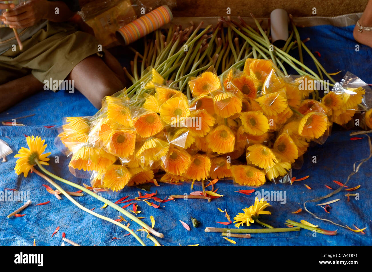 Gerbera flowers being packed for transportation. Scientific name ...