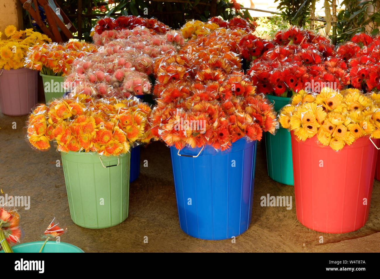 Gerbera flowers being packed for transportation. Scientific name ...