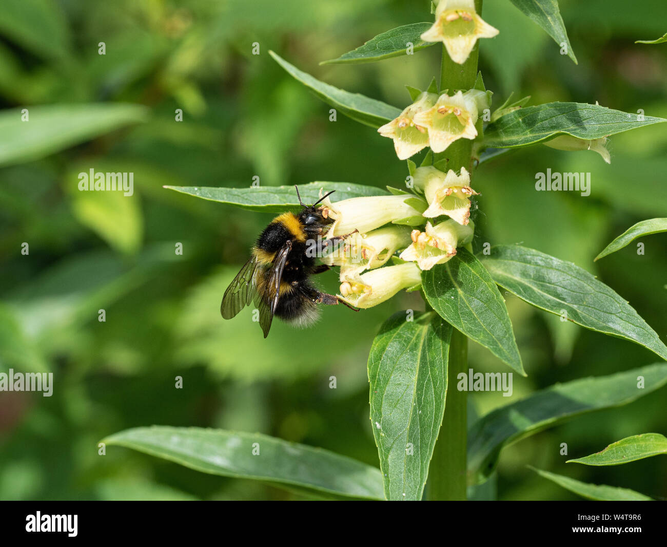 A side view of a white tailed bumble bee feeding on the flowers of ...