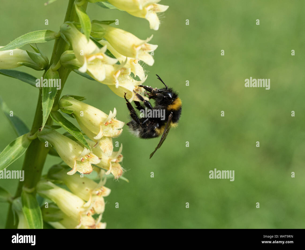 A side view of a white tailed bumble bee feeding on the flowers of ...